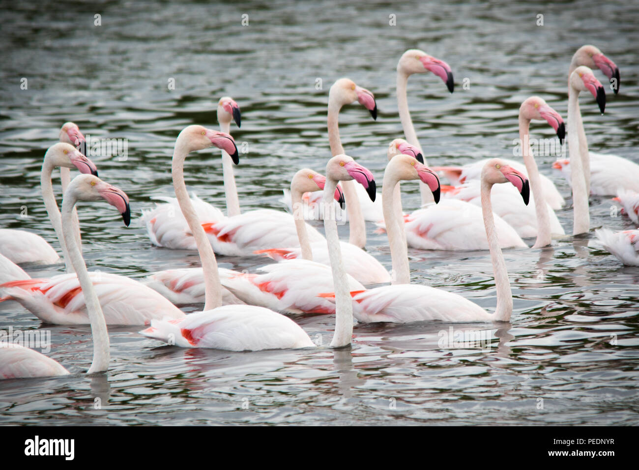 A group of pink flamingos swim together on an overcast day Stock Photo ...