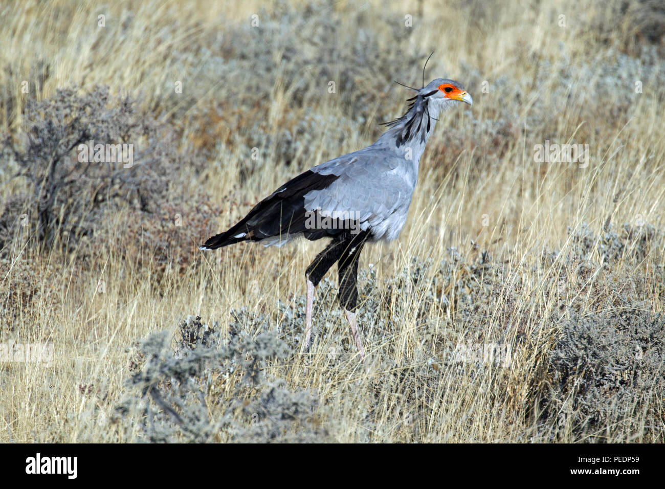 Secretary bird (Sagittarius serpentarius), Etosha National Park ...