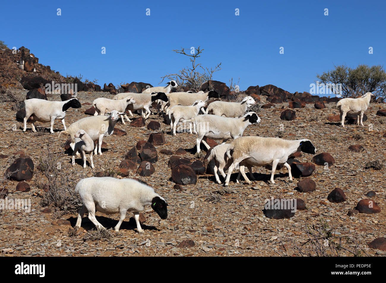 A flock of black-faced sheep in Damaraland, Namibia Stock Photo - Alamy