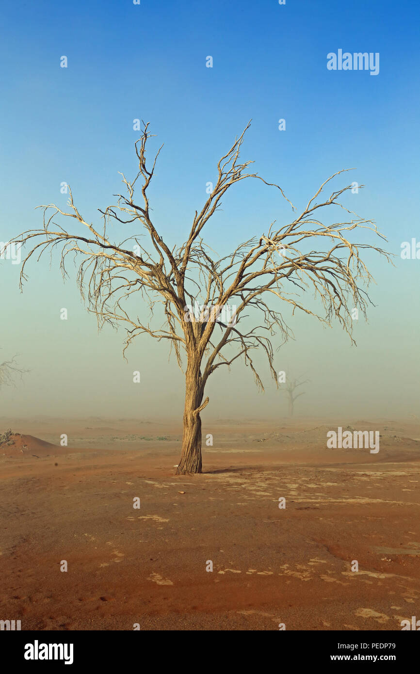 Camel thorn tree hi-res stock photography and images - Alamy