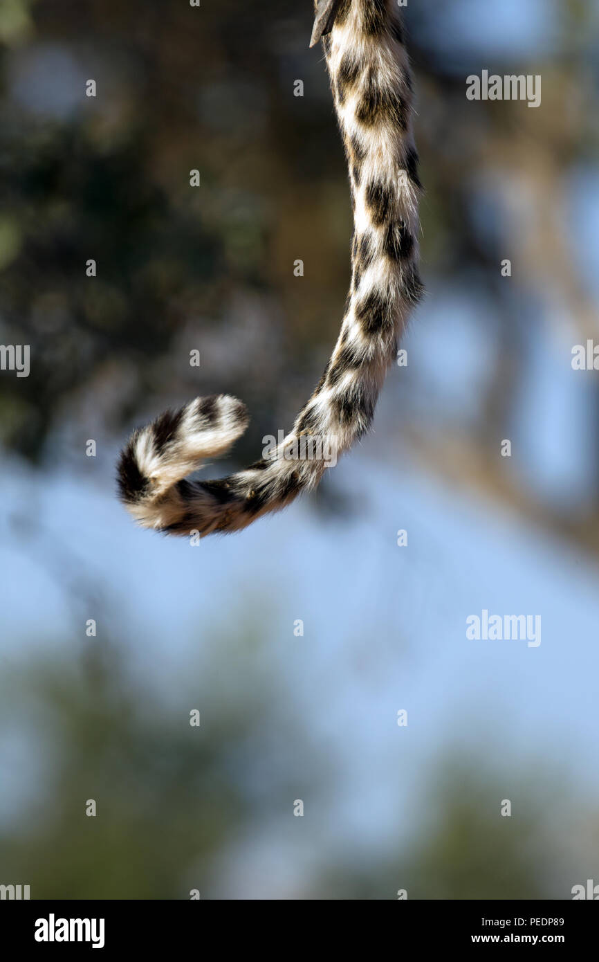 Leopard tail hi-res stock photography and images - Alamy