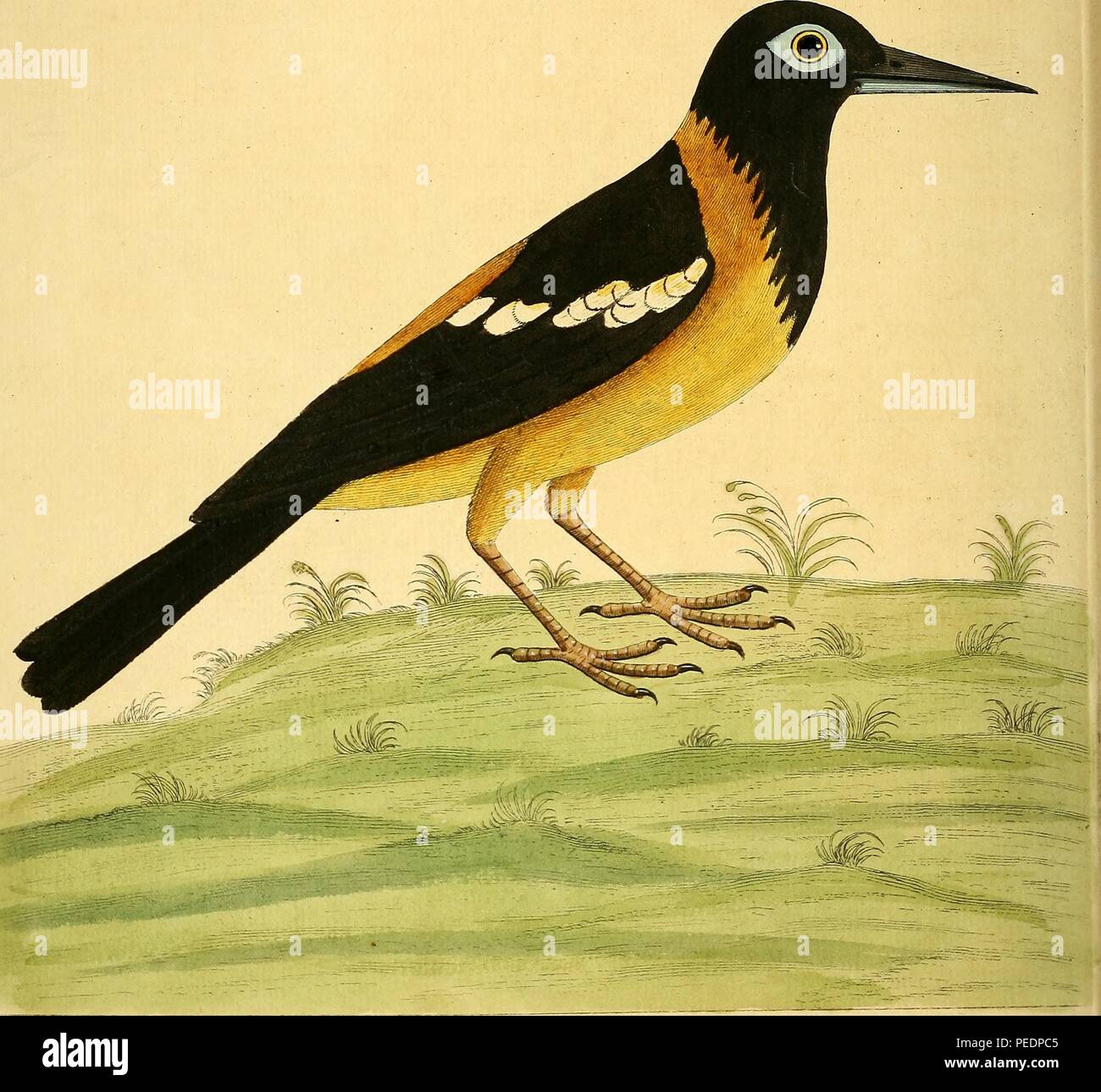 Color print of a Jamaican Oriole (Icterus leucopteryx) also known as an ...