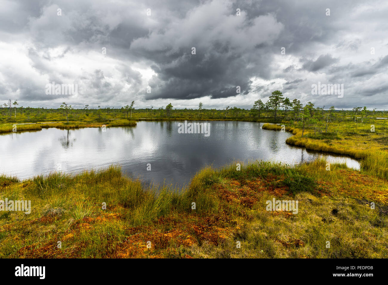 Misty bog landscape with Viru Raba moor in the morning. Lahemaa ...