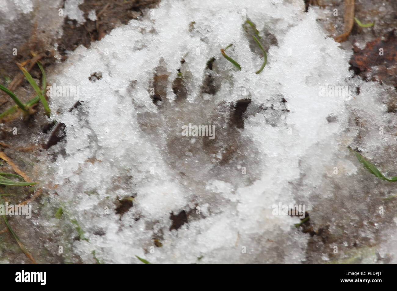 Each foot five claws hi-res stock photography and images - Alamy