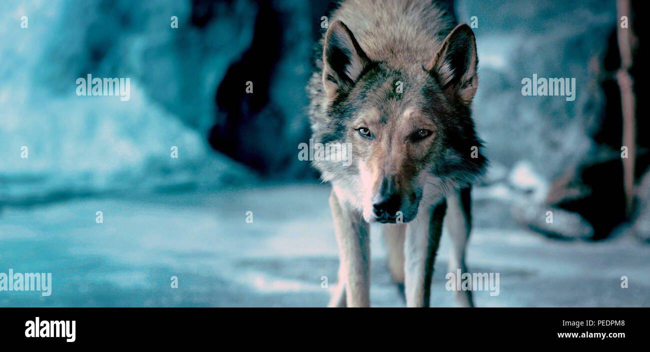 ALPHA, Alpha, 2018. © Columbia Pictures /Courtesy Everett Collection ...