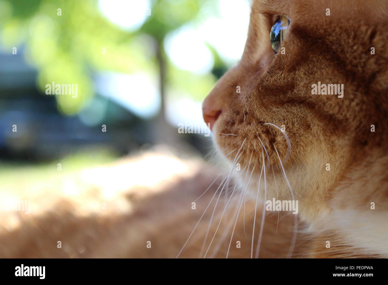 Kitty stares off into the distance Stock Photo - Alamy