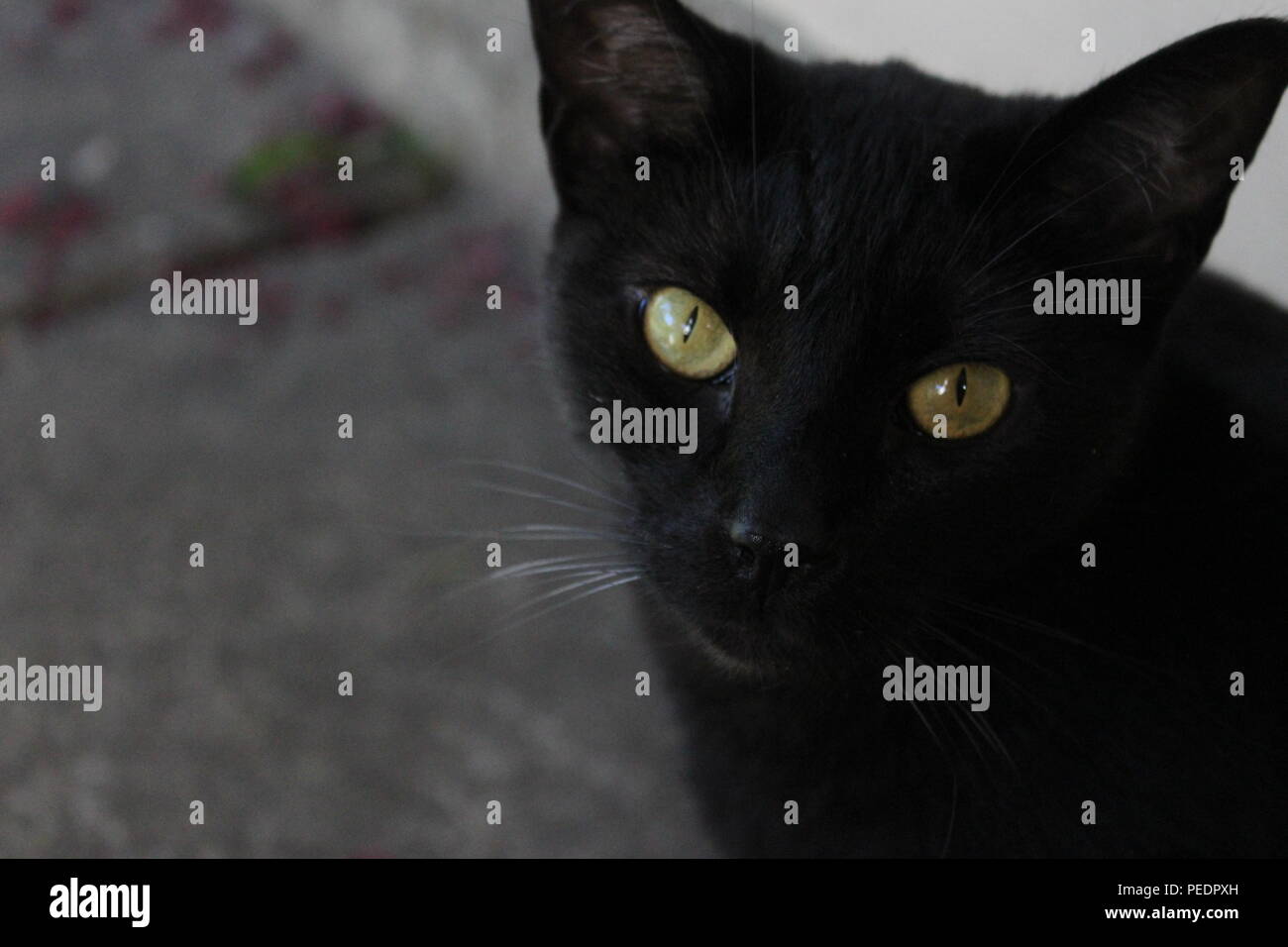 Clack cat hi-res stock photography and images - Alamy