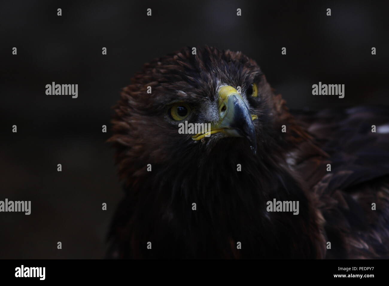 Yellow eye eagle hi-res stock photography and images - Alamy