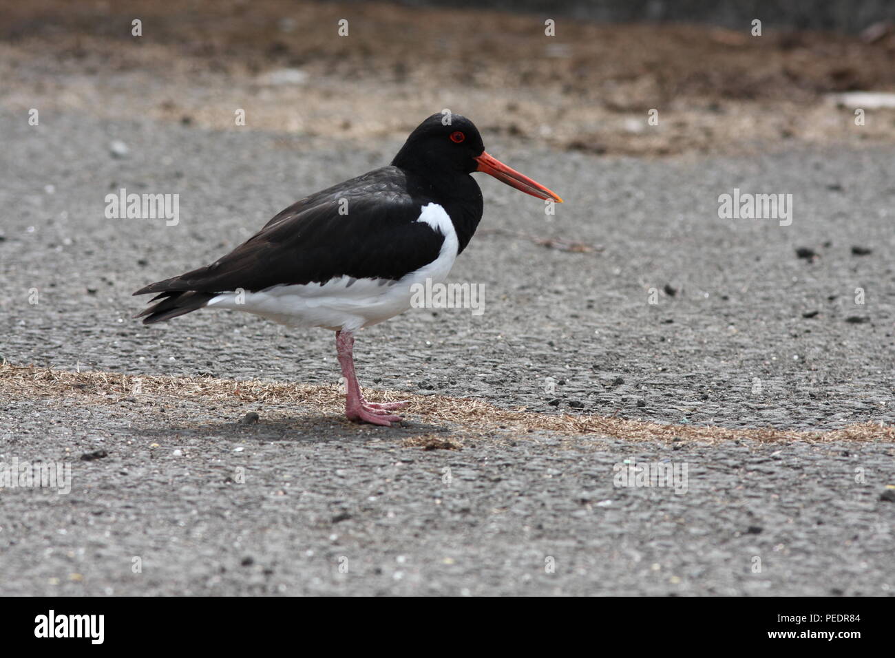 Red bill bird hi-res stock photography and images - Alamy
