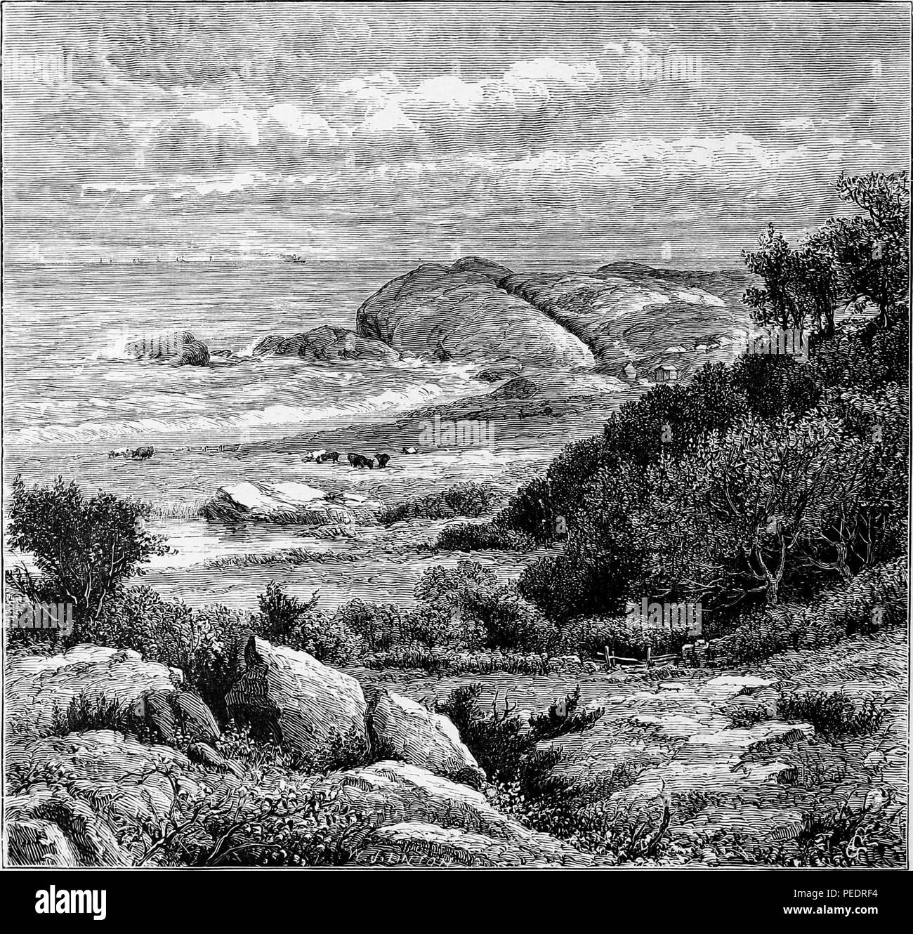 Sea land natural history Black and White Stock Photos & Images - Alamy