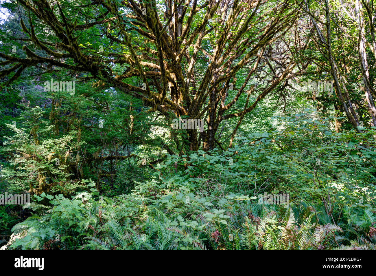 Fir tree boundary hi-res stock photography and images - Alamy