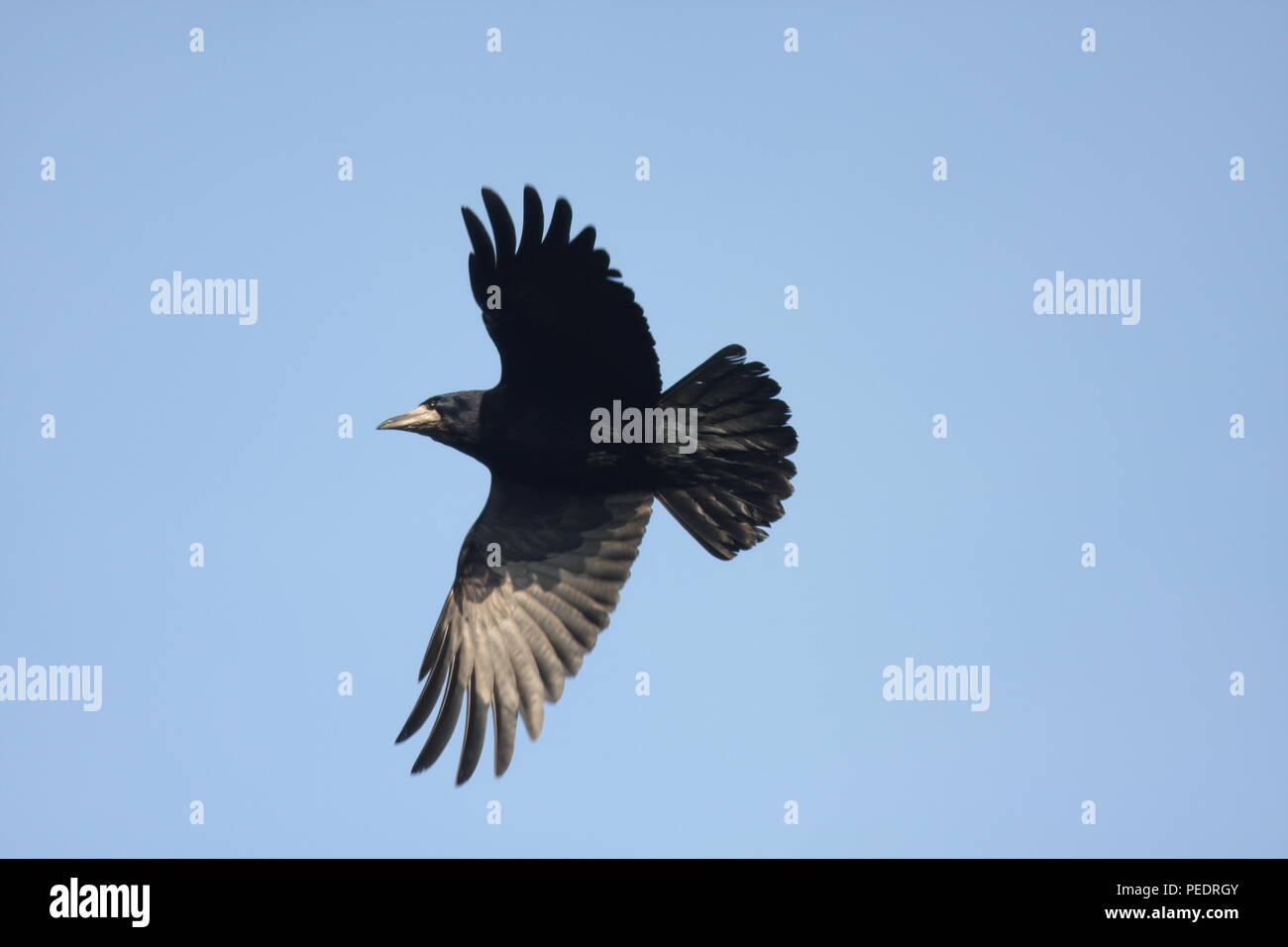 Tail edges hi-res stock photography and images - Alamy