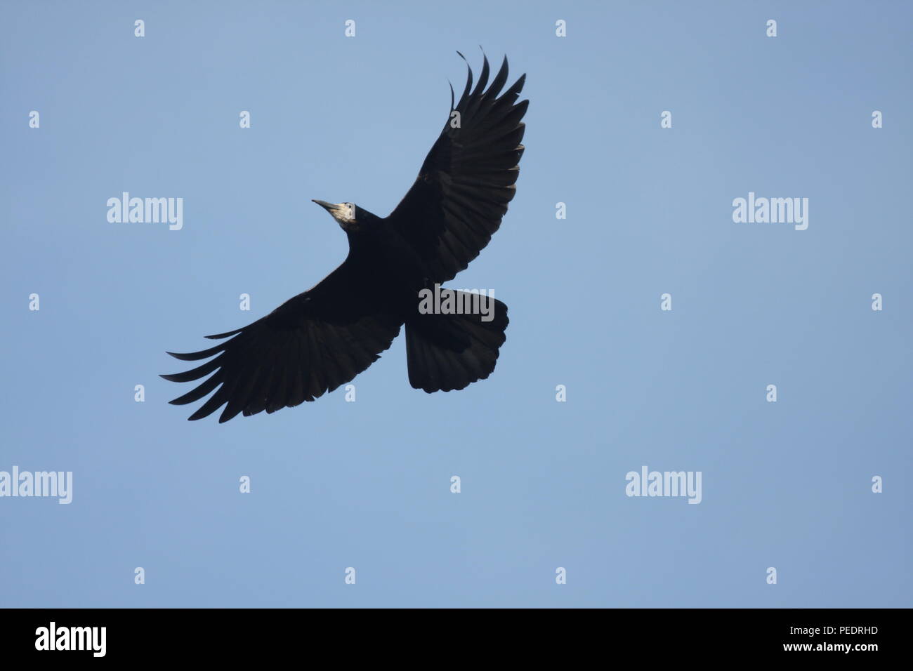 Full tail hi-res stock photography and images - Alamy