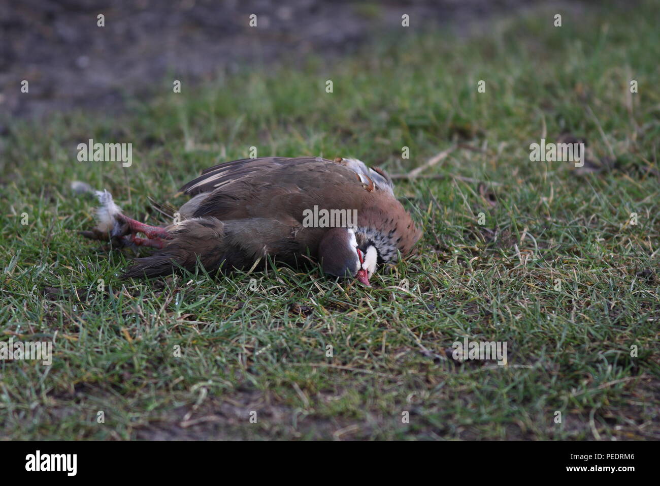 Dead economy hi-res stock photography and images - Alamy