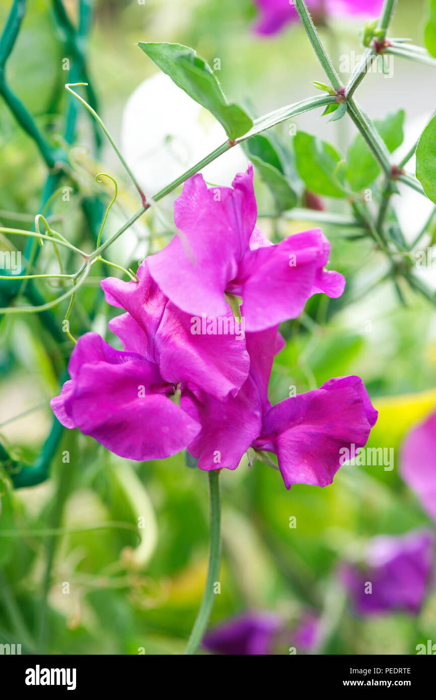 Sweet pea flowers garden hi-res stock photography and images - Alamy