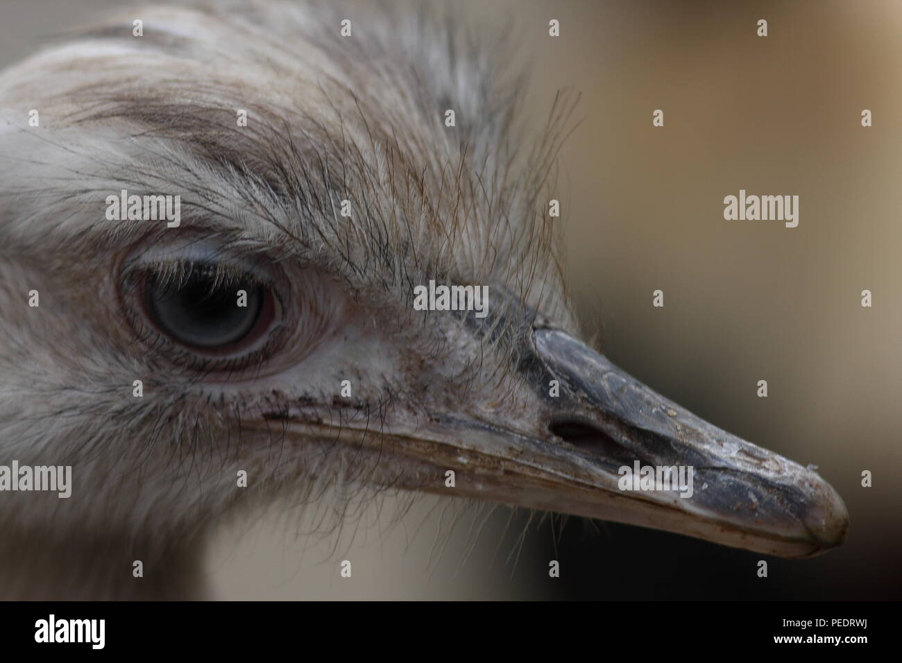 White rhea hi-res stock photography and images - Alamy