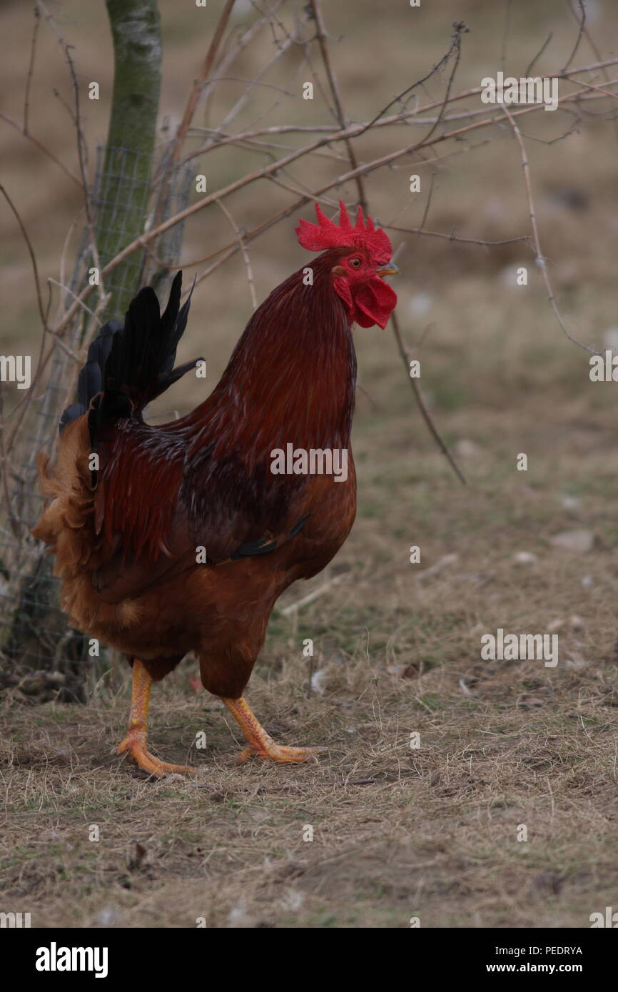 Cockeral cut out hi-res stock photography and images - Alamy