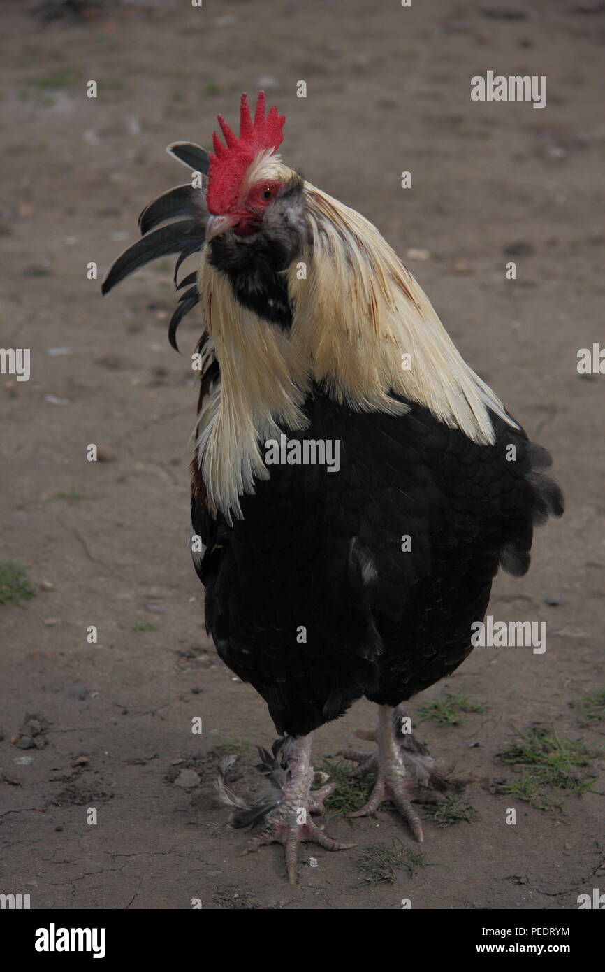 Black Cockerel High Resolution Stock Photography and Images - Alamy