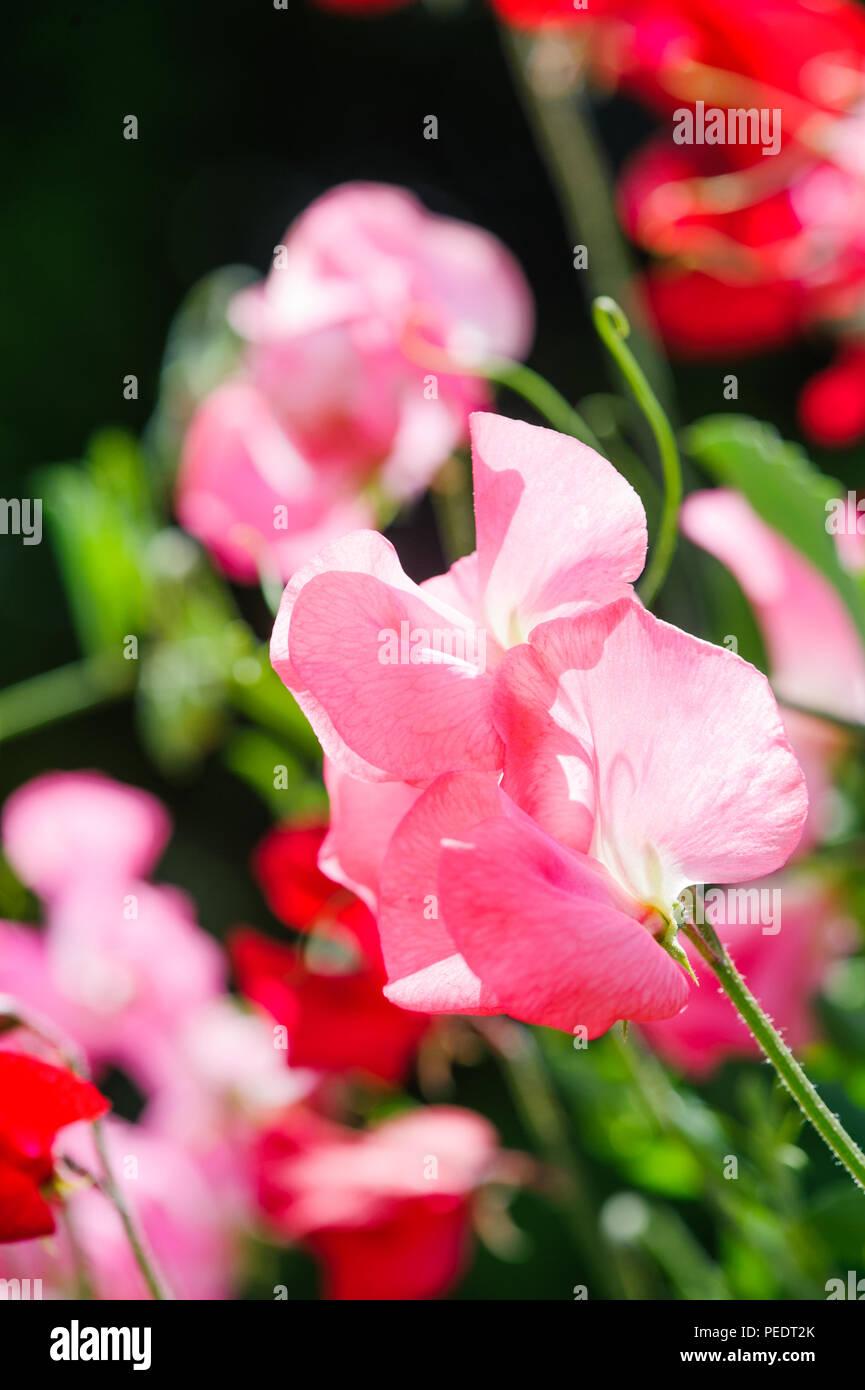 Sweet pea flowers garden hi-res stock photography and images - Alamy