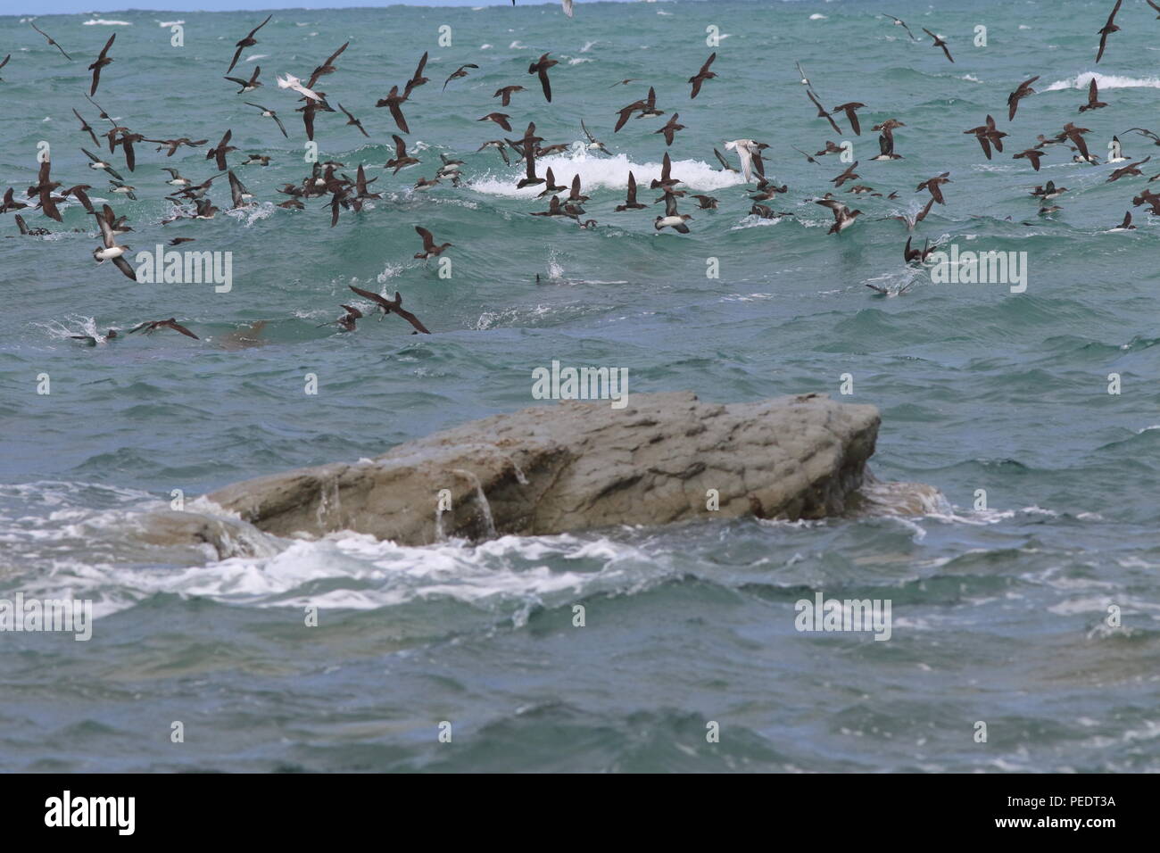 Hutton shearwater hi-res stock photography and images - Alamy