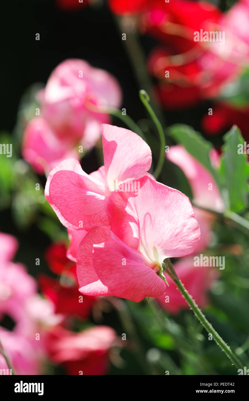 Pink Bloosom High Resolution Stock Photography and Images - Alamy