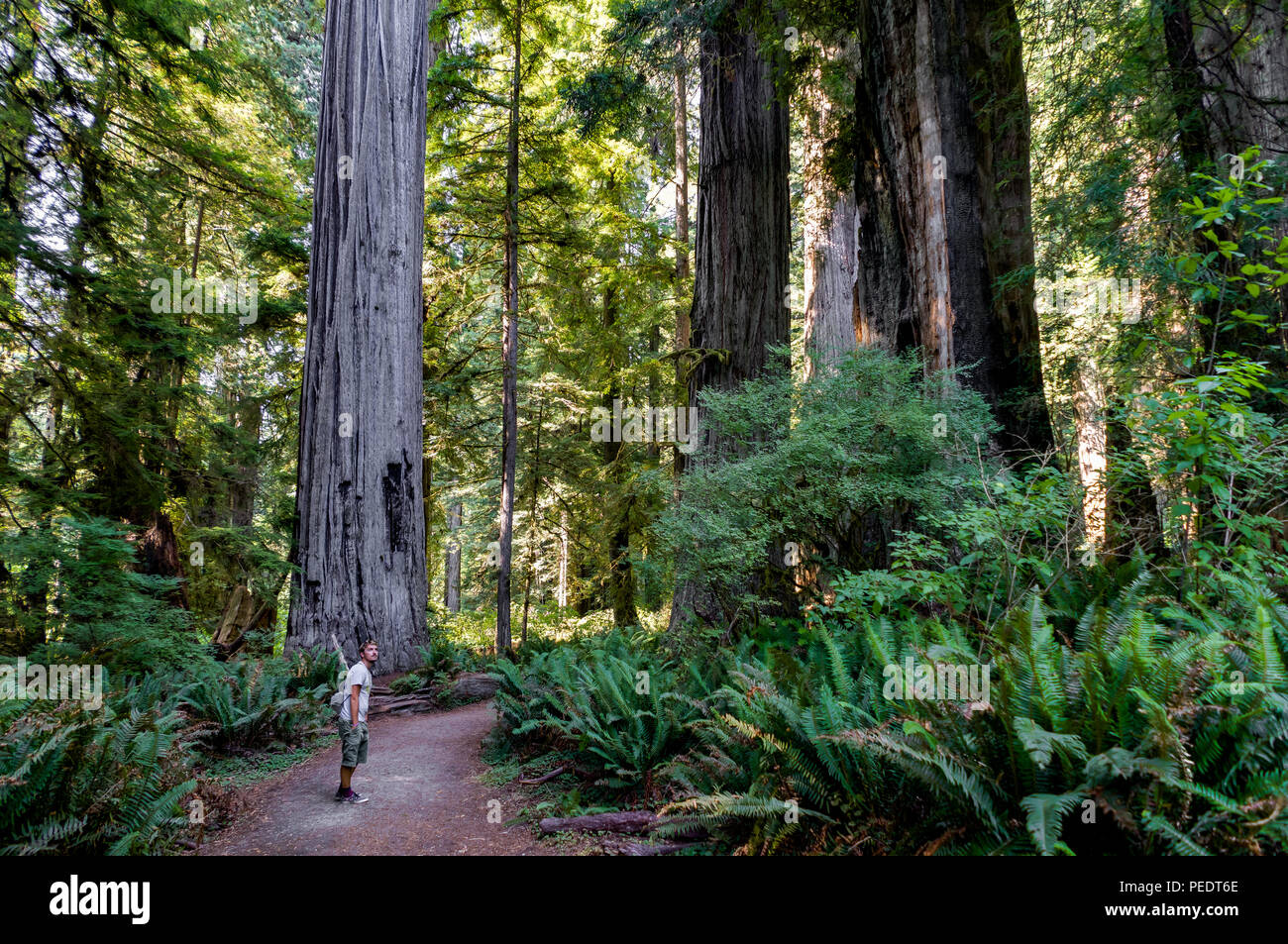 Fir tree boundary hi-res stock photography and images - Alamy
