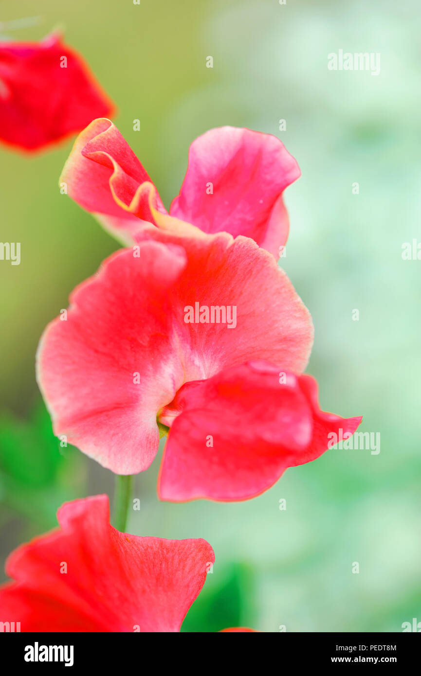 Red Flower Sweet Pea