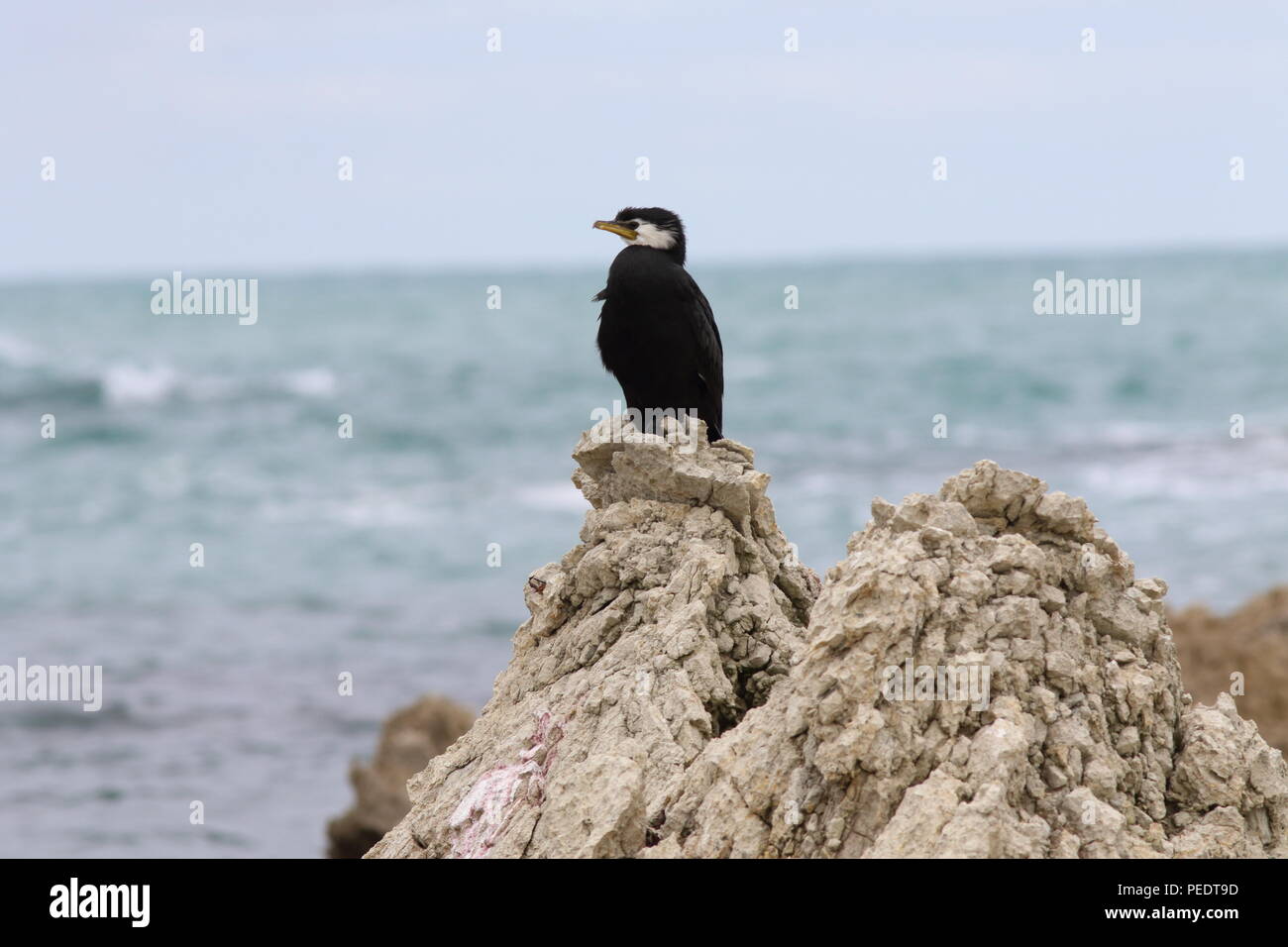Shag On A Rock High Resolution Stock Photography and Images - Alamy
