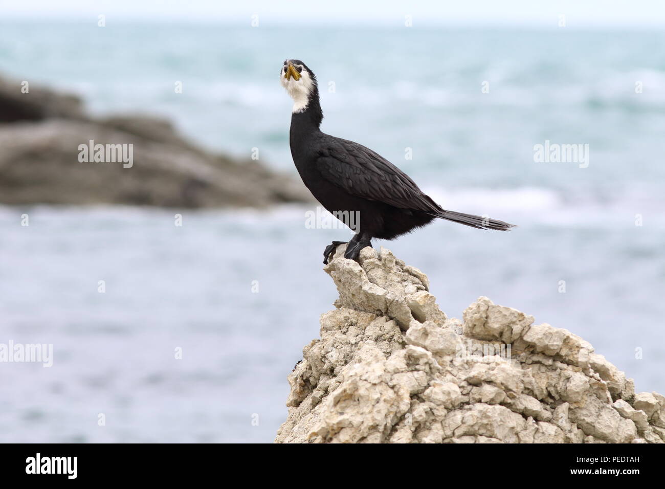 Cormorant nz hi-res stock photography and images - Alamy