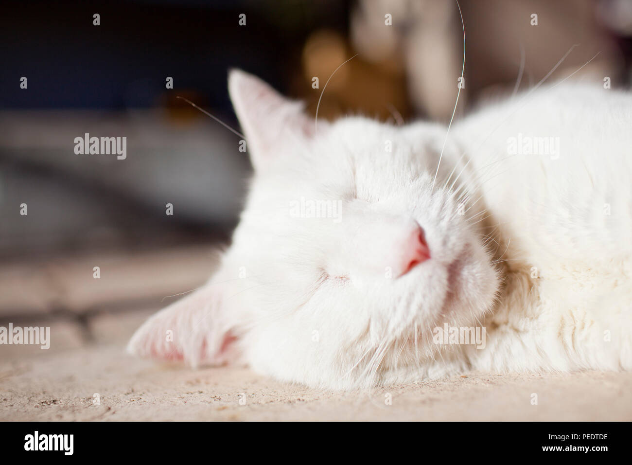 Sleeping white cat Stock Photo - Alamy
