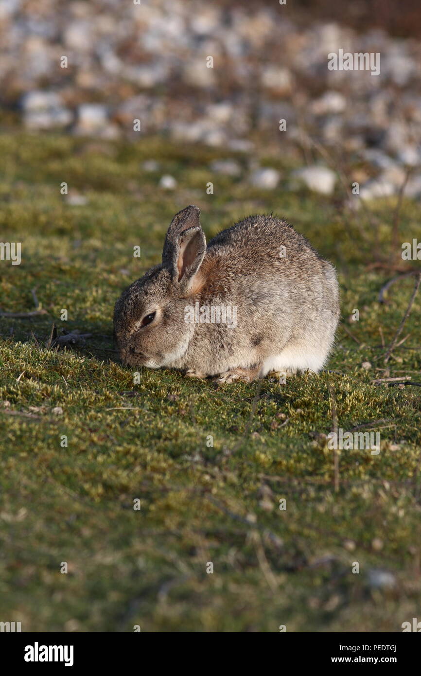 Tail very short hi-res stock photography and images - Alamy