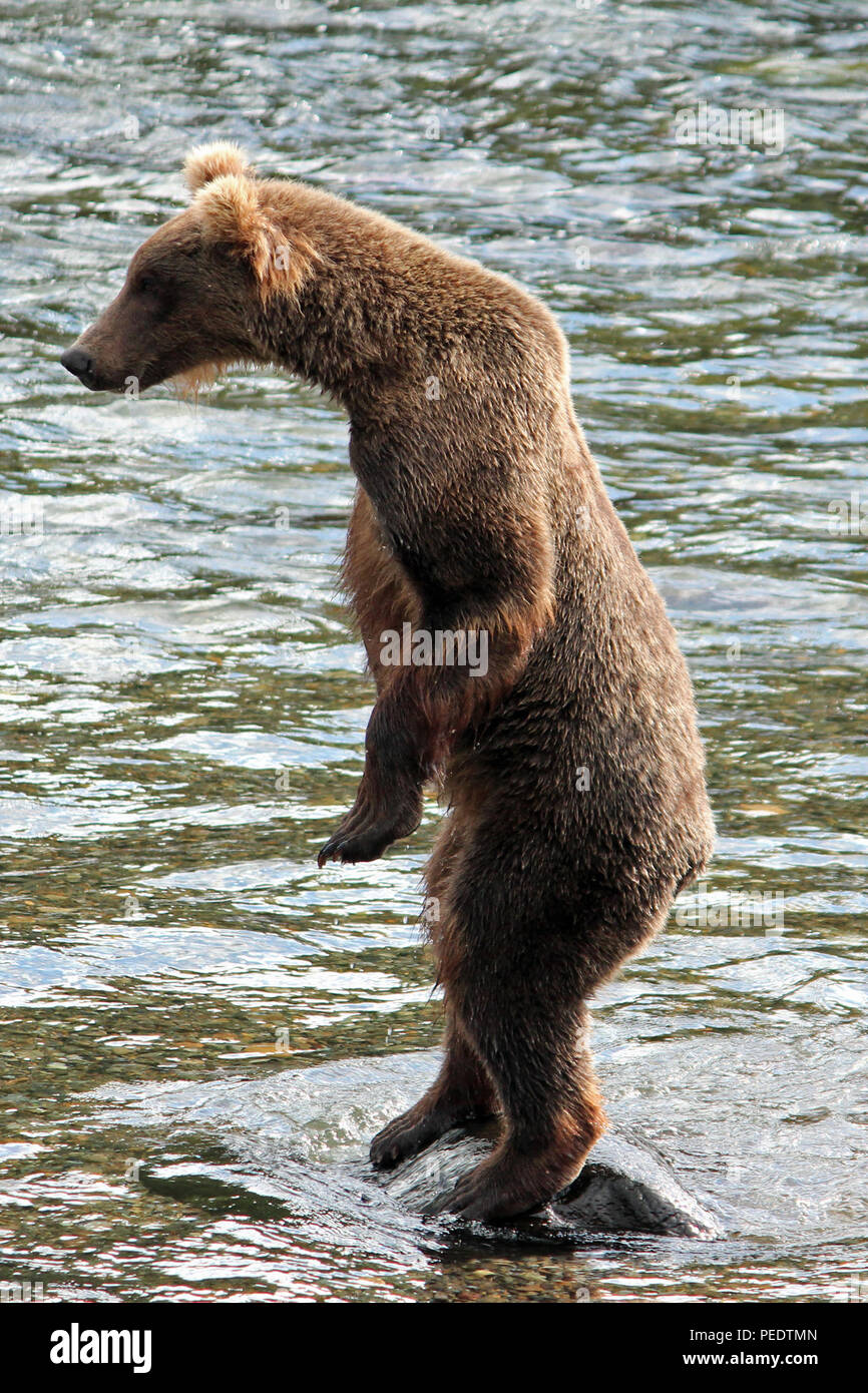 A young bear stands on its hind legs on a rock at Brooks Falls in ...