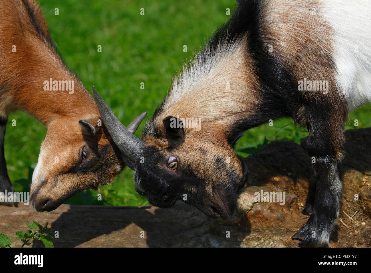 Two pygmy goats hi-res stock photography and images - Alamy