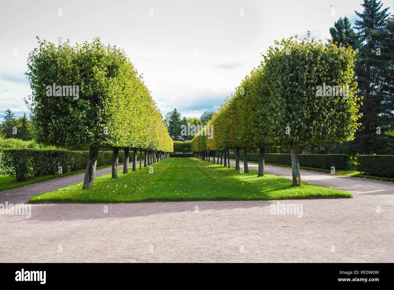 beautiful summer park with topiary trees, lawn and path to walk Stock ...
