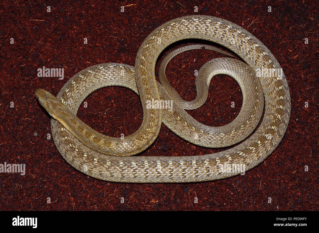 african egg-eating snake, Afrikanische Eierschlange, Dasypeltis Stock ...