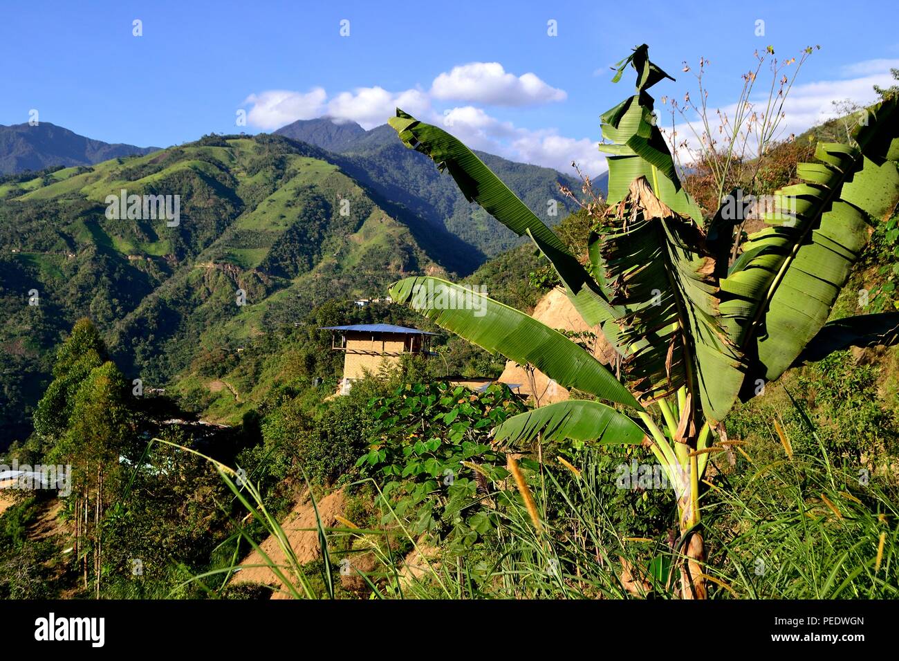 Banana production in ecuador hi-res stock photography and images - Alamy