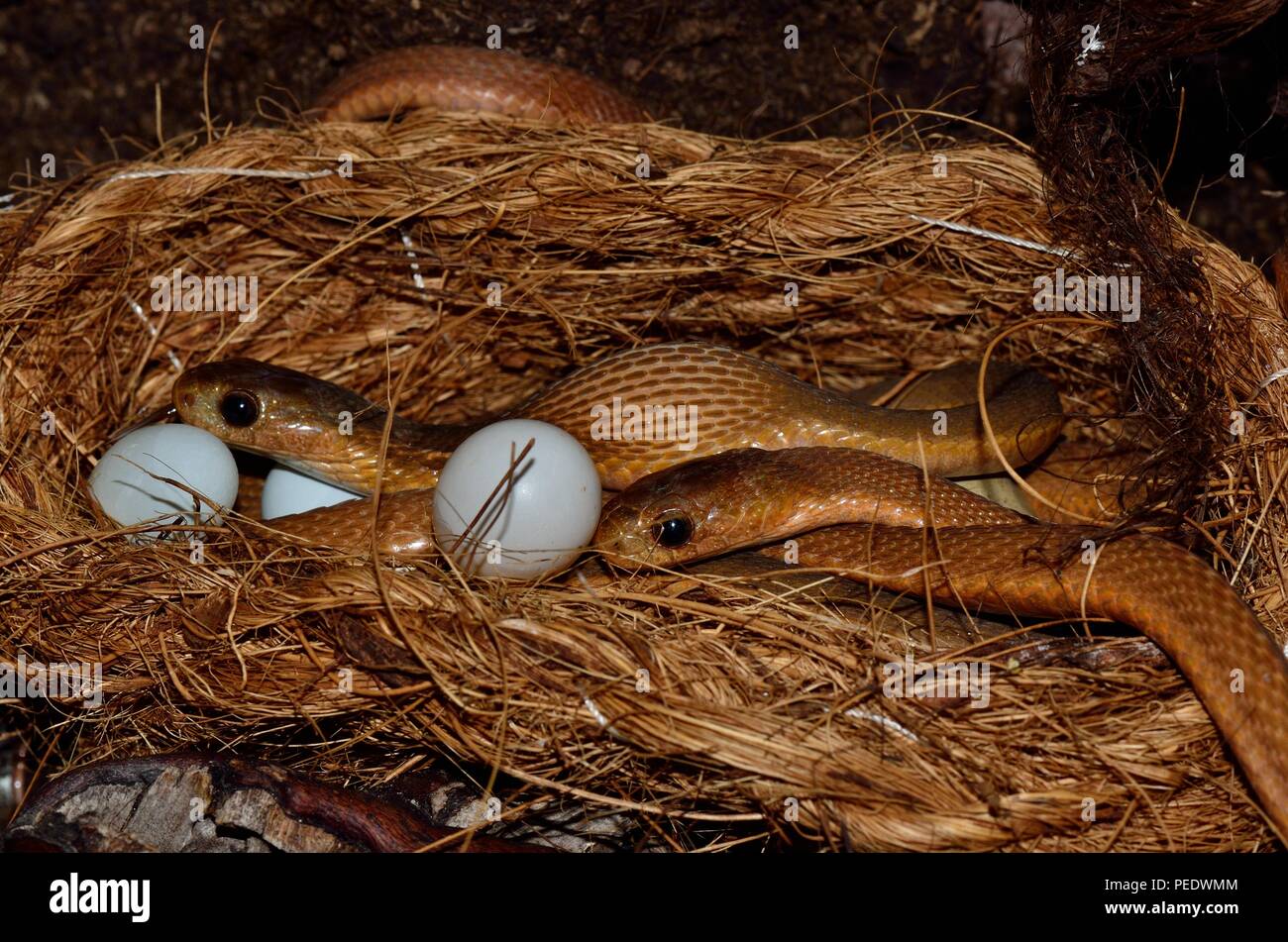 African egg eating snake eating hi-res stock photography and images - Alamy