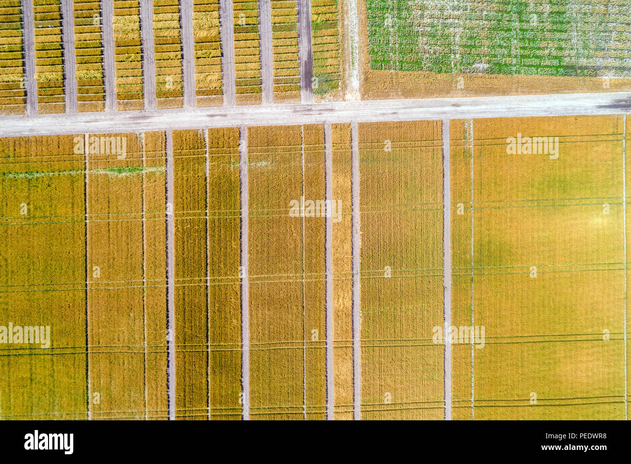 Abstract natural background. Aerial view of geometric wheat fields ...