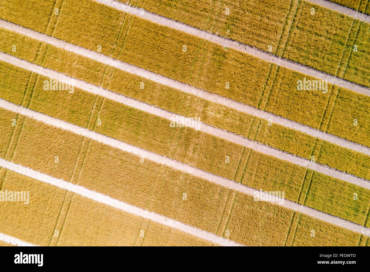 Abstract natural background. Aerial view of geometric wheat fields ...