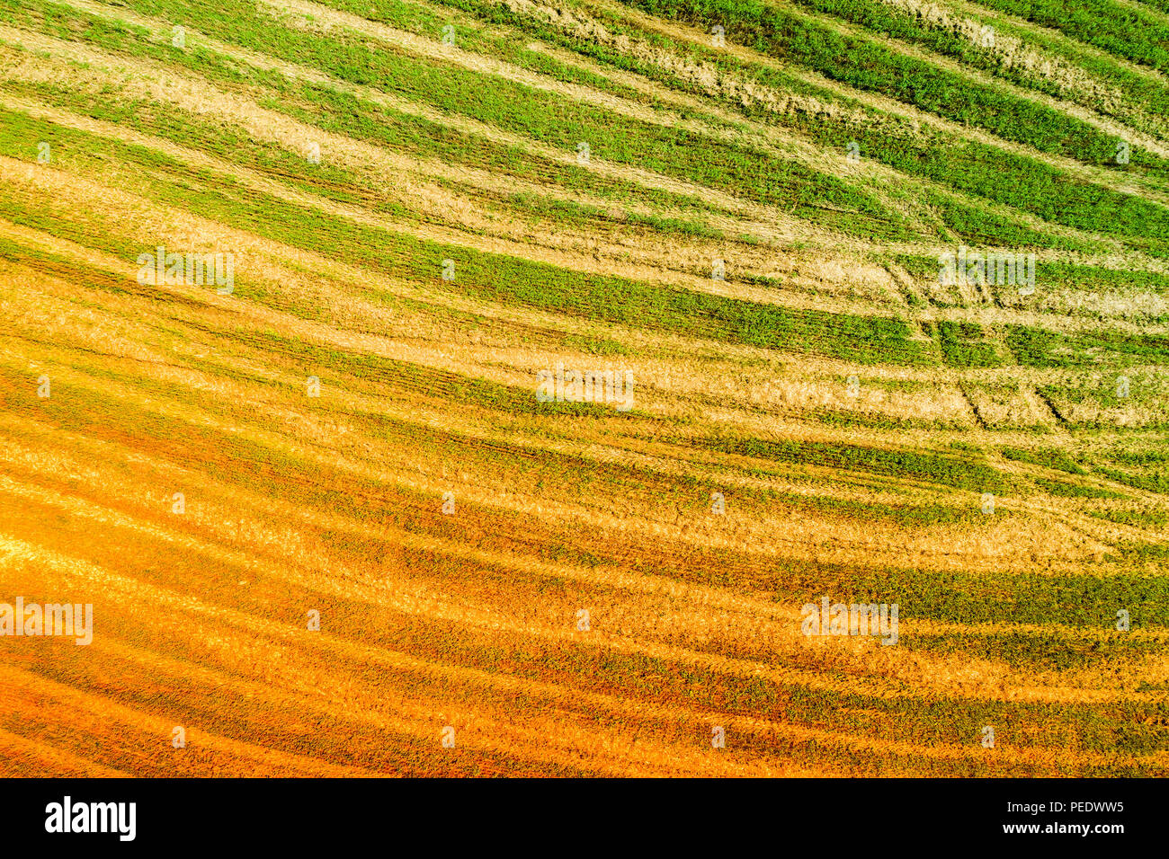 Abstract natural background. Aerial view of geometric wheat fields ...