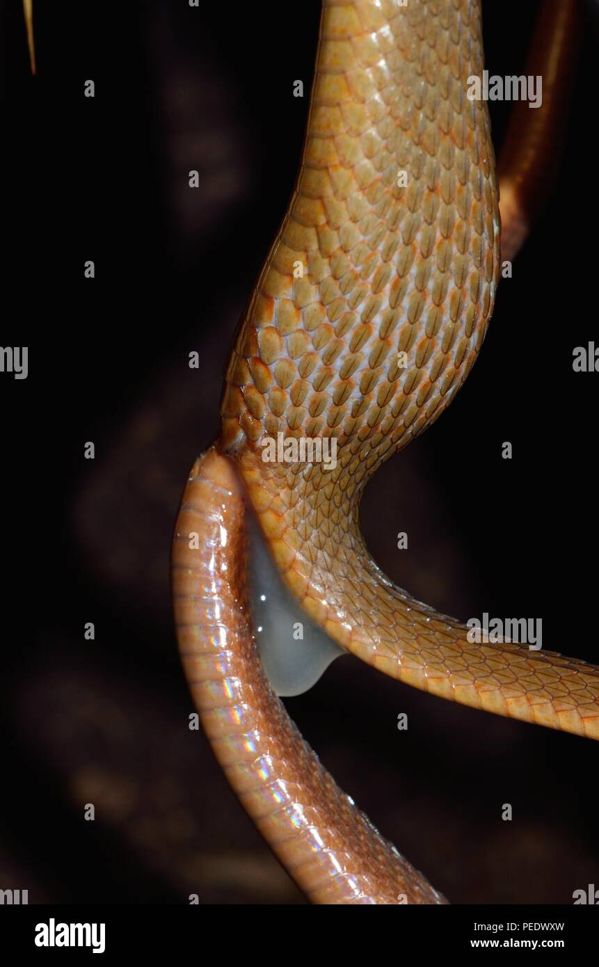African egg eating snake eating hi-res stock photography and images - Alamy