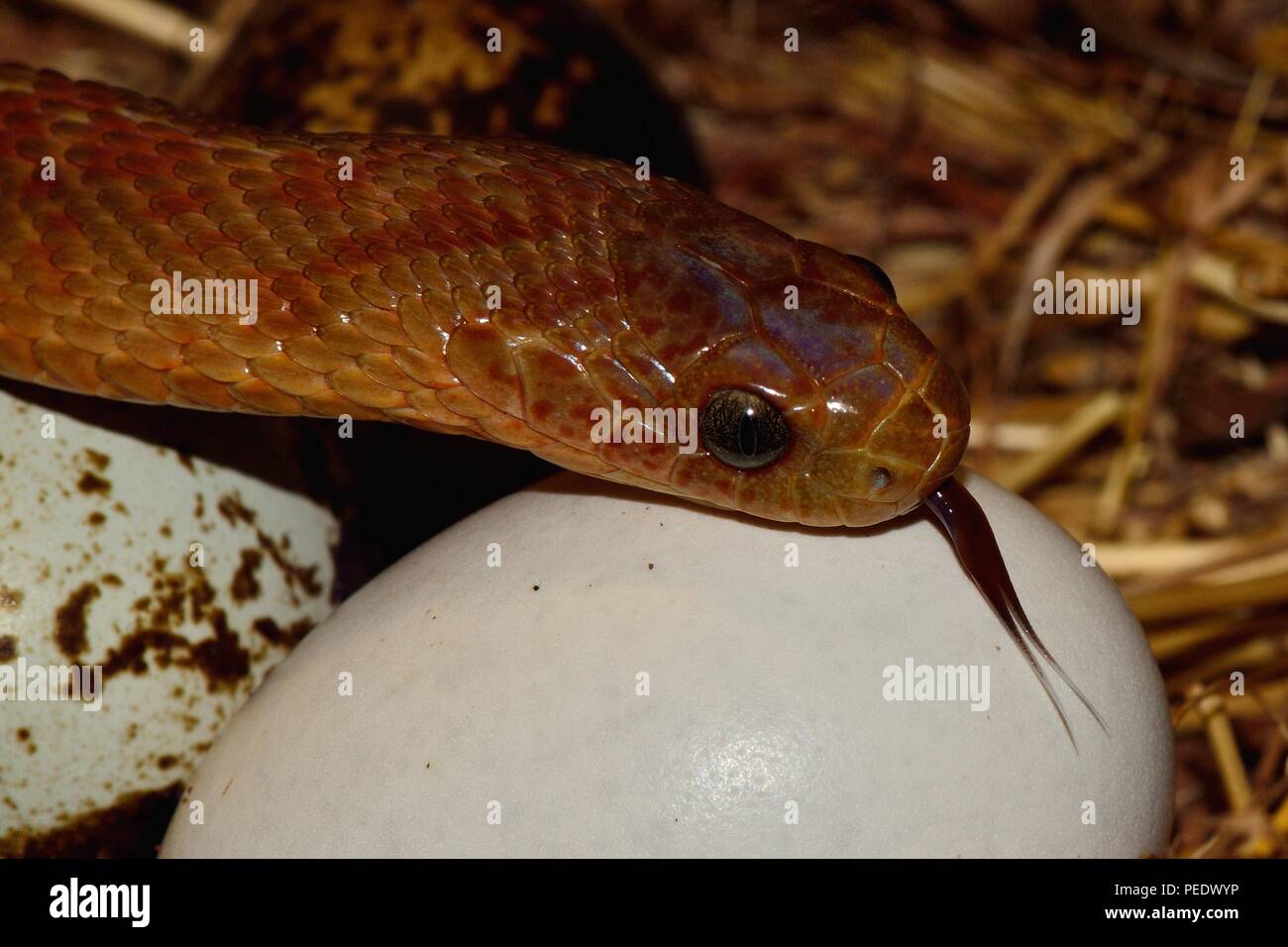 african egg-eating snake, Afrikanische Eierschlange, Dasypeltis Stock ...