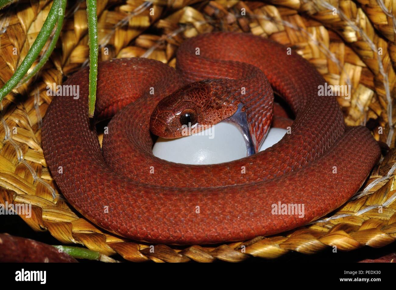 African egg eating snake hi-res stock photography and images - Alamy