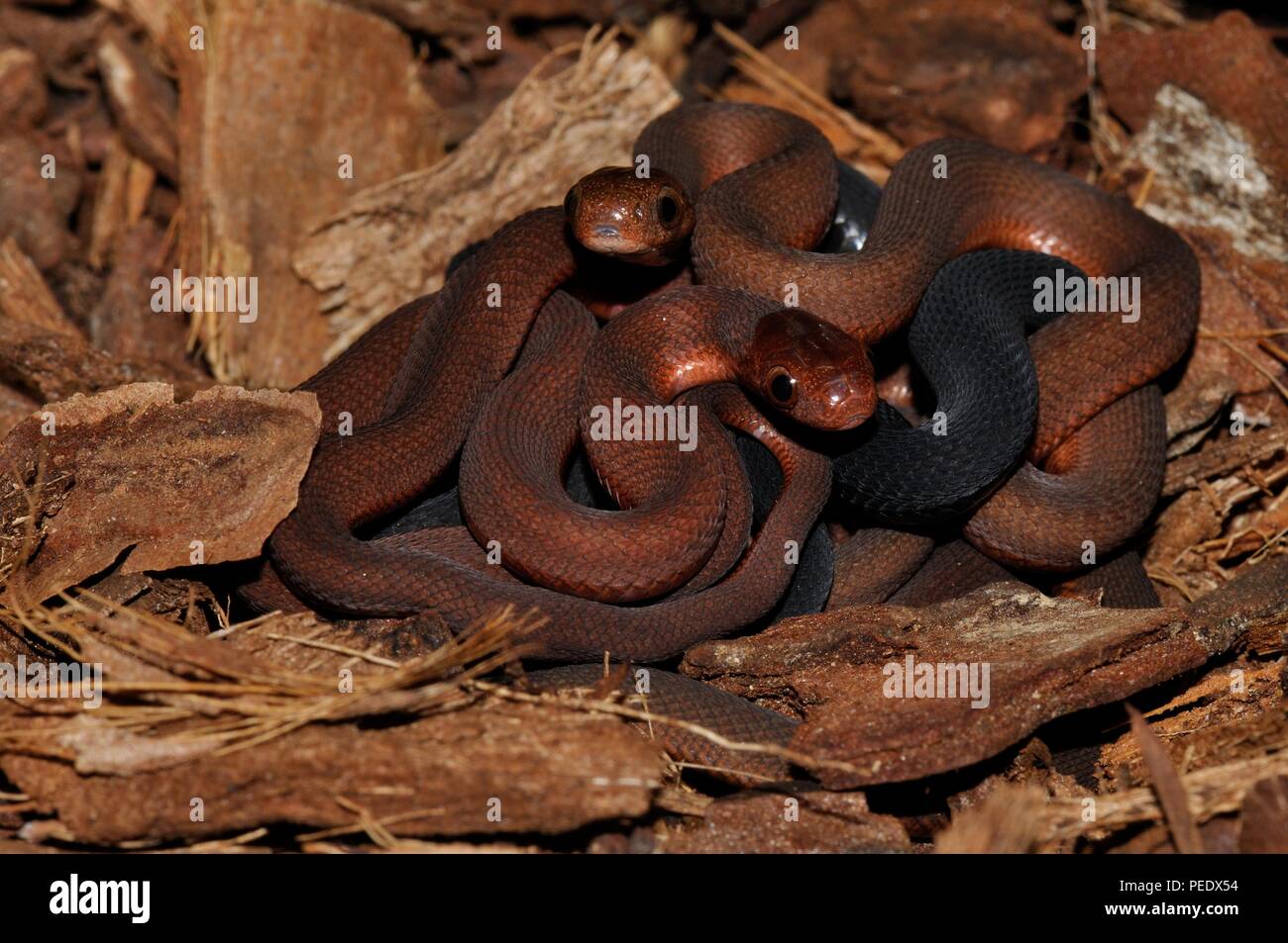 african egg-eating snake, Afrikanische Eierschlange, Dasypeltis Stock ...