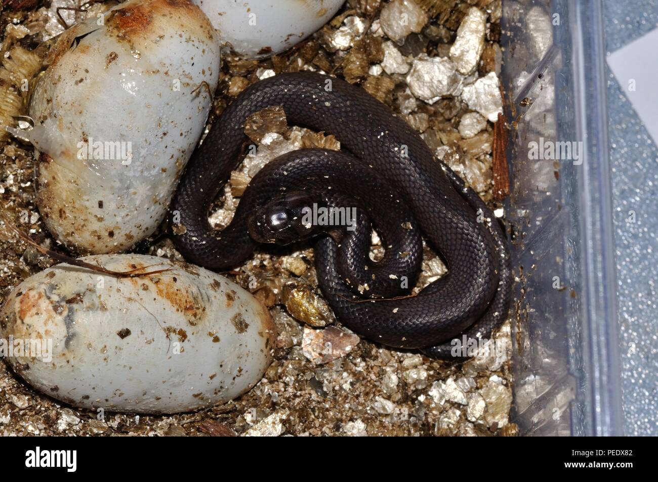 african egg-eating snake, Afrikanische Eierschlange, Dasypeltis Stock ...