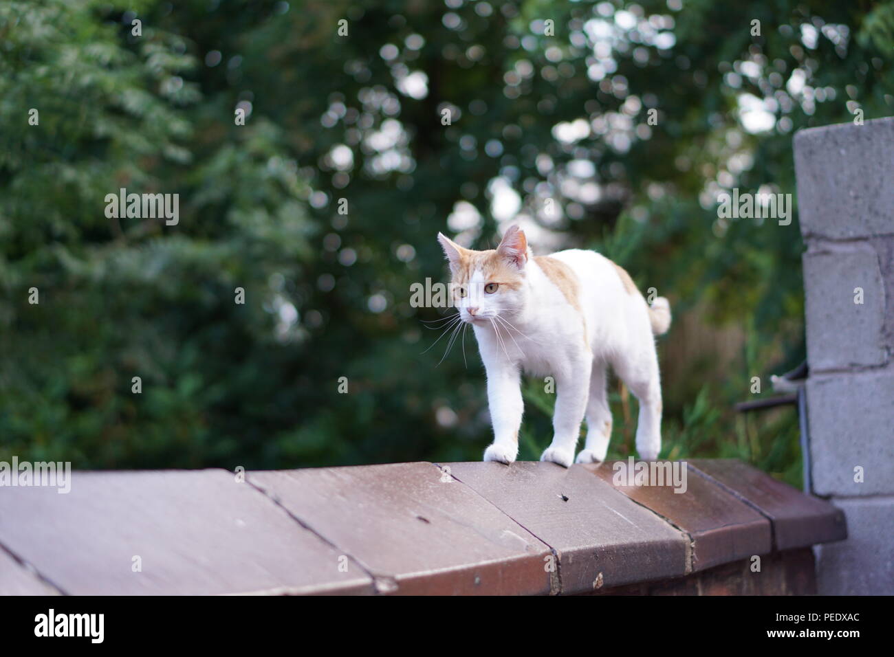 Cat walking on top of a brick wall Stock Photo - Alamy