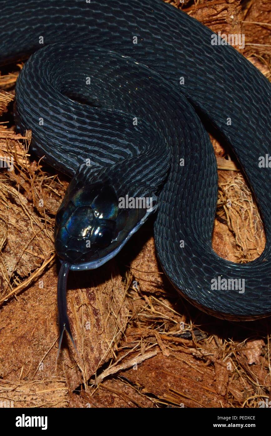 african egg-eating snake, Afrikanische Eierschlange, Dasypeltis Stock ...
