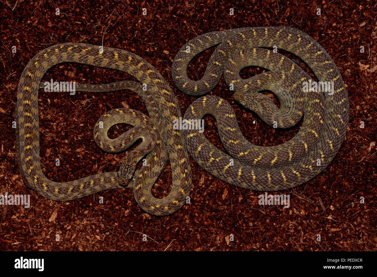 african egg-eating snake, Afrikanische Eierschlange, Dasypeltis Stock ...