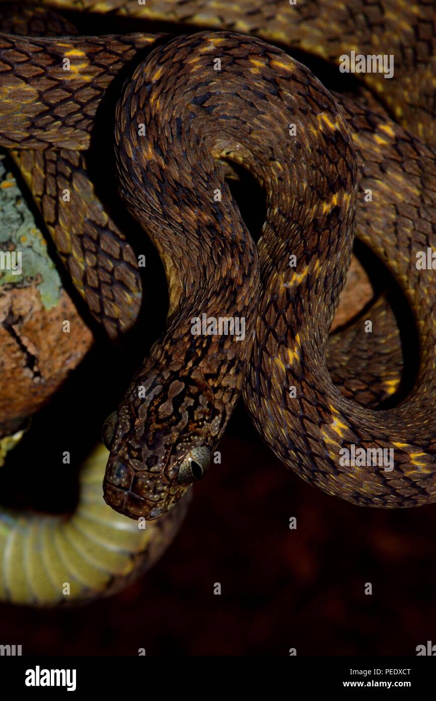 african egg-eating snake, Afrikanische Eierschlange, Dasypeltis Stock ...