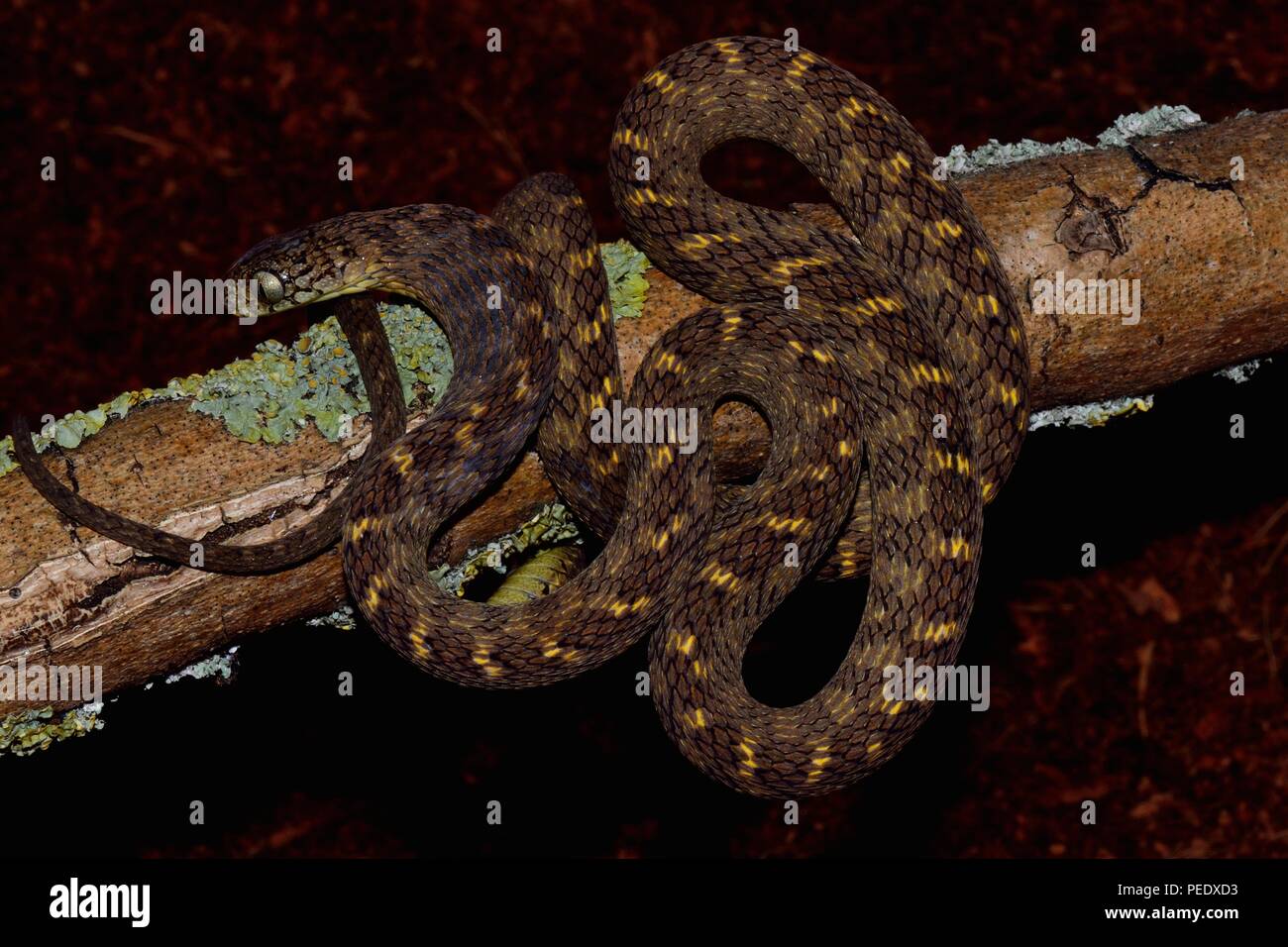 African Egg Eating Snake High Resolution Stock Photography and Images ...